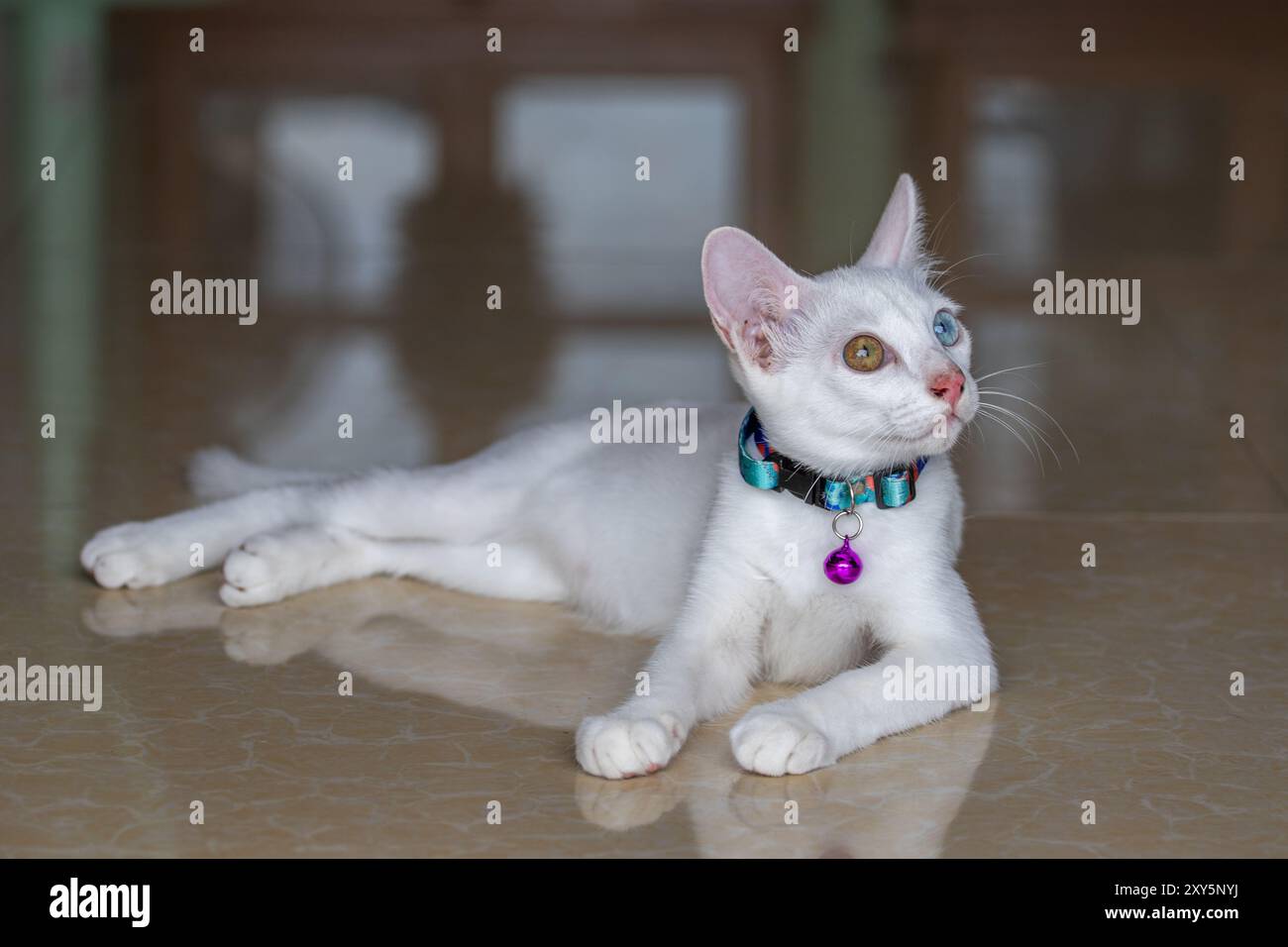 Khao Manee Cat [ Diamond eye ] Stock Photo - Alamy