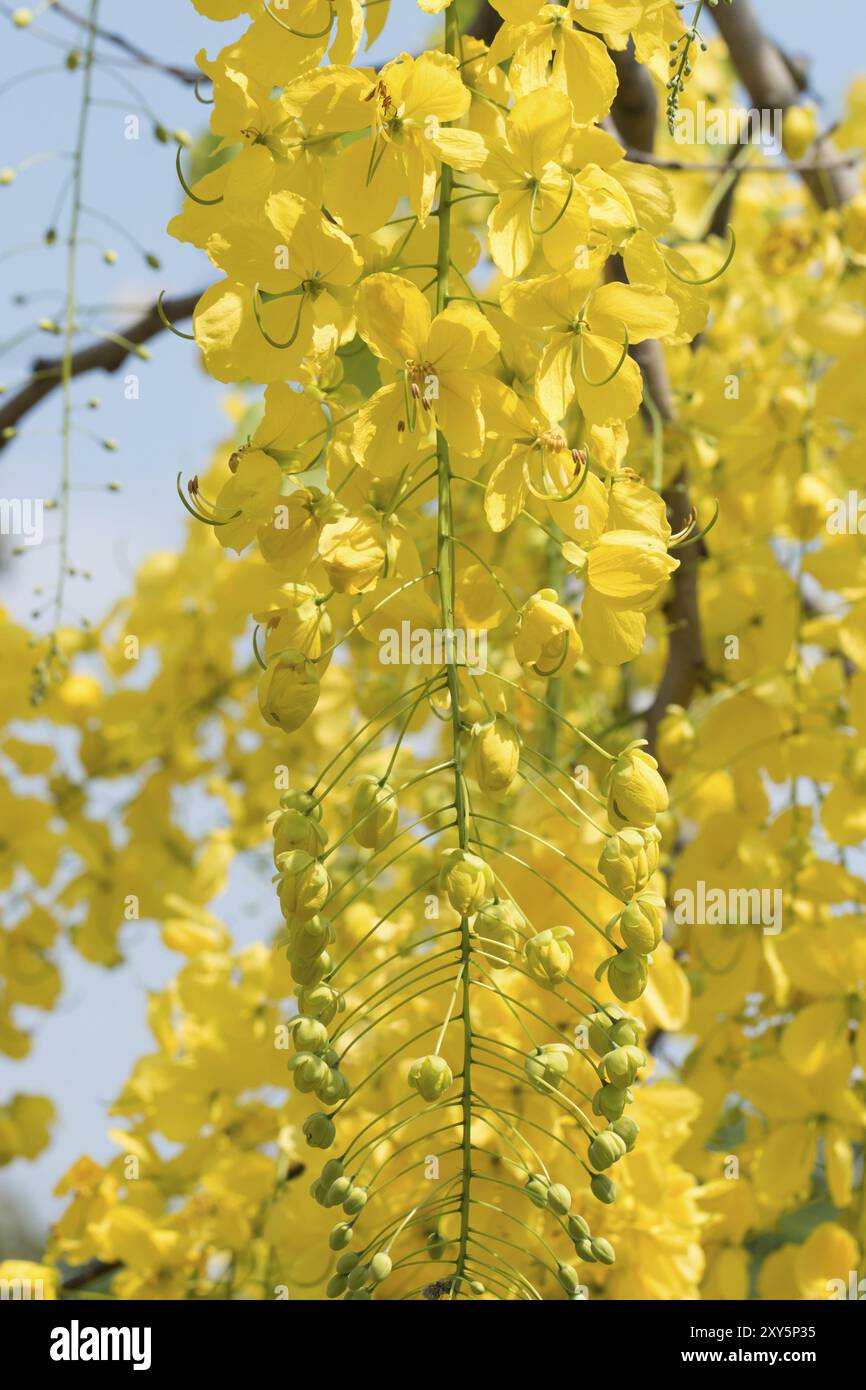 Golden shower (Cassia fistula) tree, Golden Rain Tree, Amaltas Stock Photo - Alamy