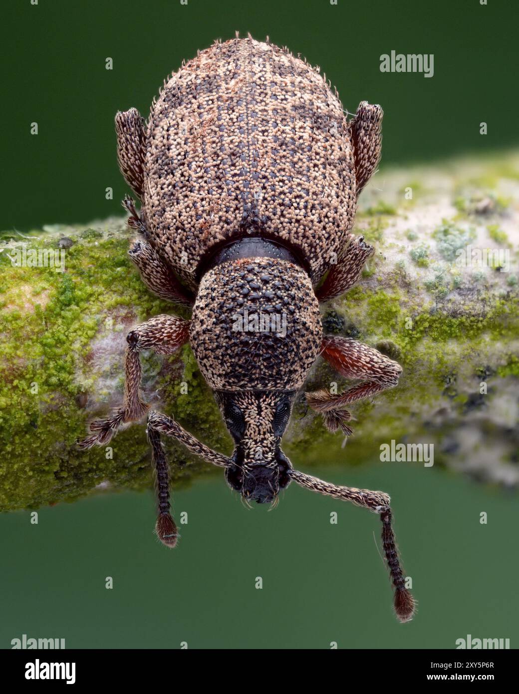 Clay-coloured Weevil (Otiorhynchus singularis) on twig. Tipperary ...