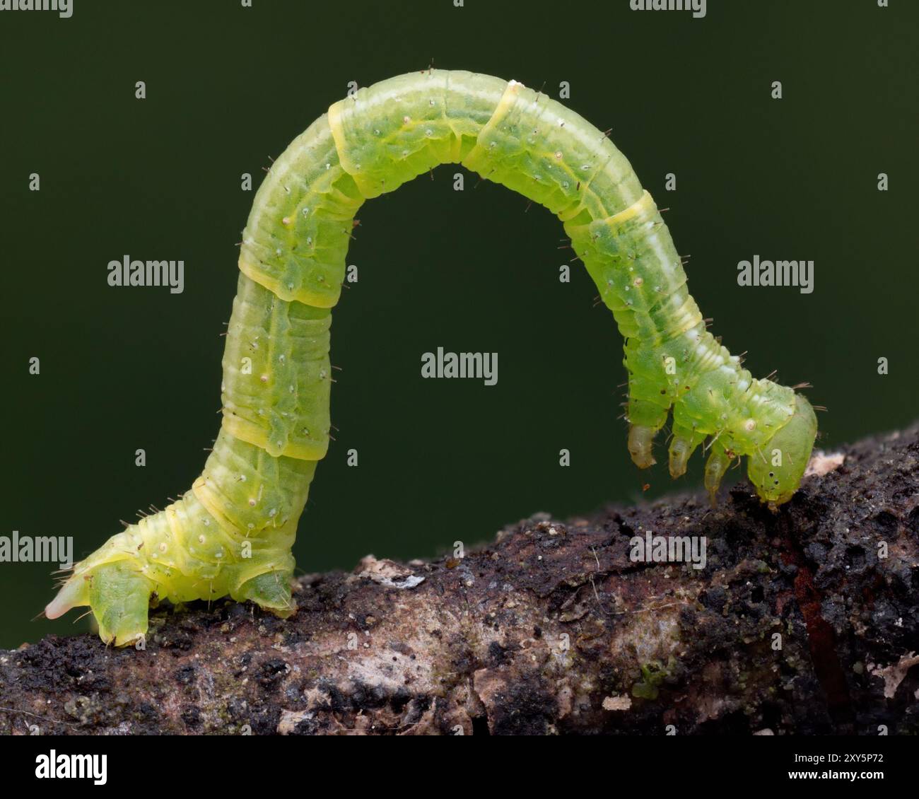 Common Marbled Carpet moth caterpillar (Dysstroma truncata). Tipperary ...