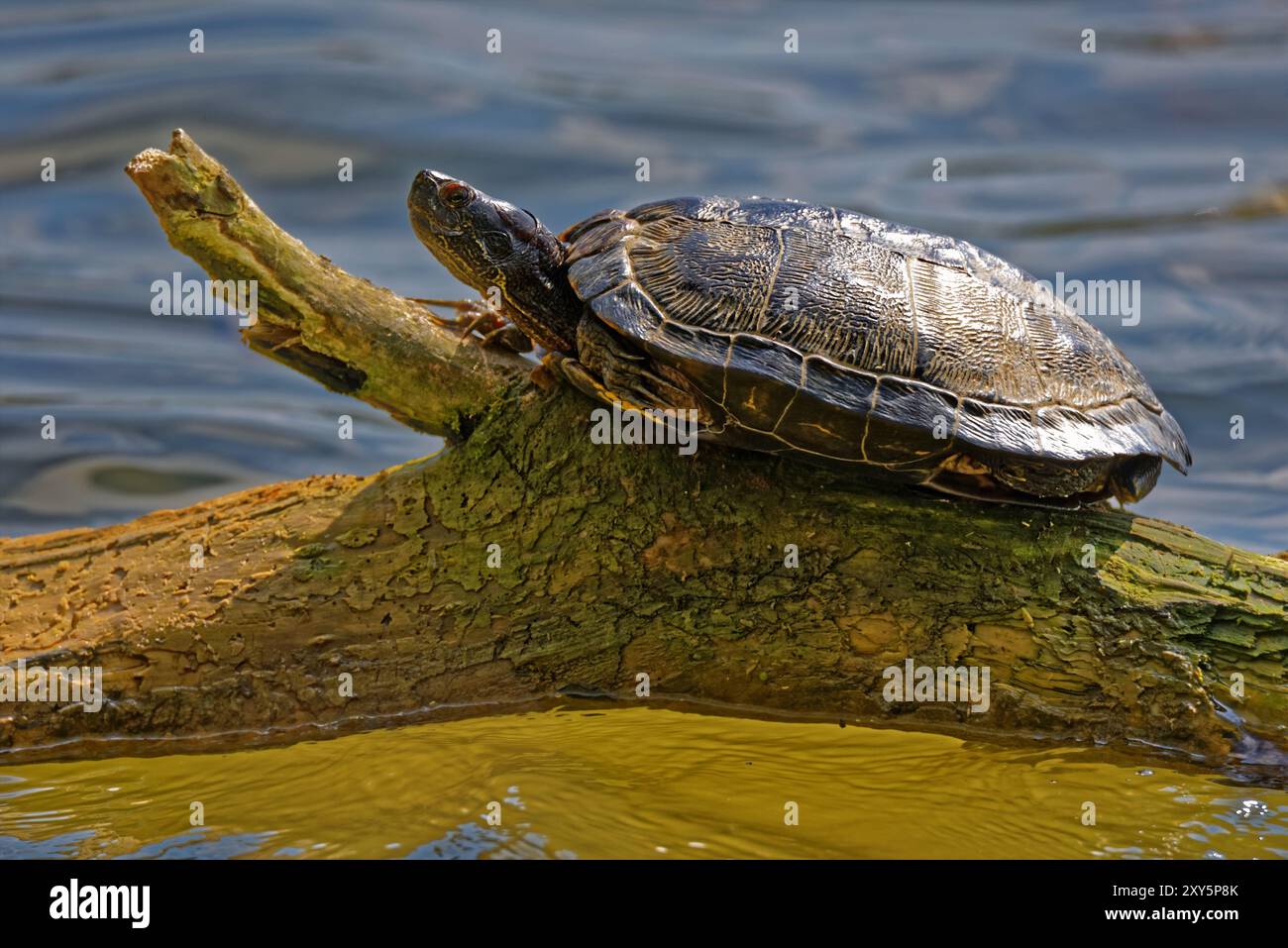 Red eared slider from hi-res stock photography and images - Alamy