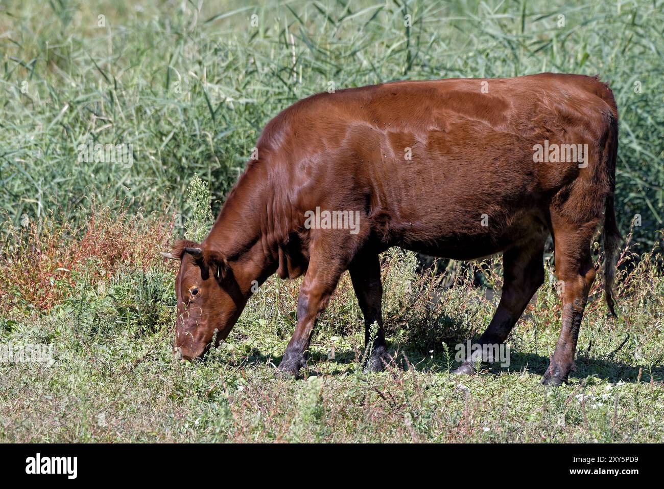 Cattle preservation hi-res stock photography and images - Alamy