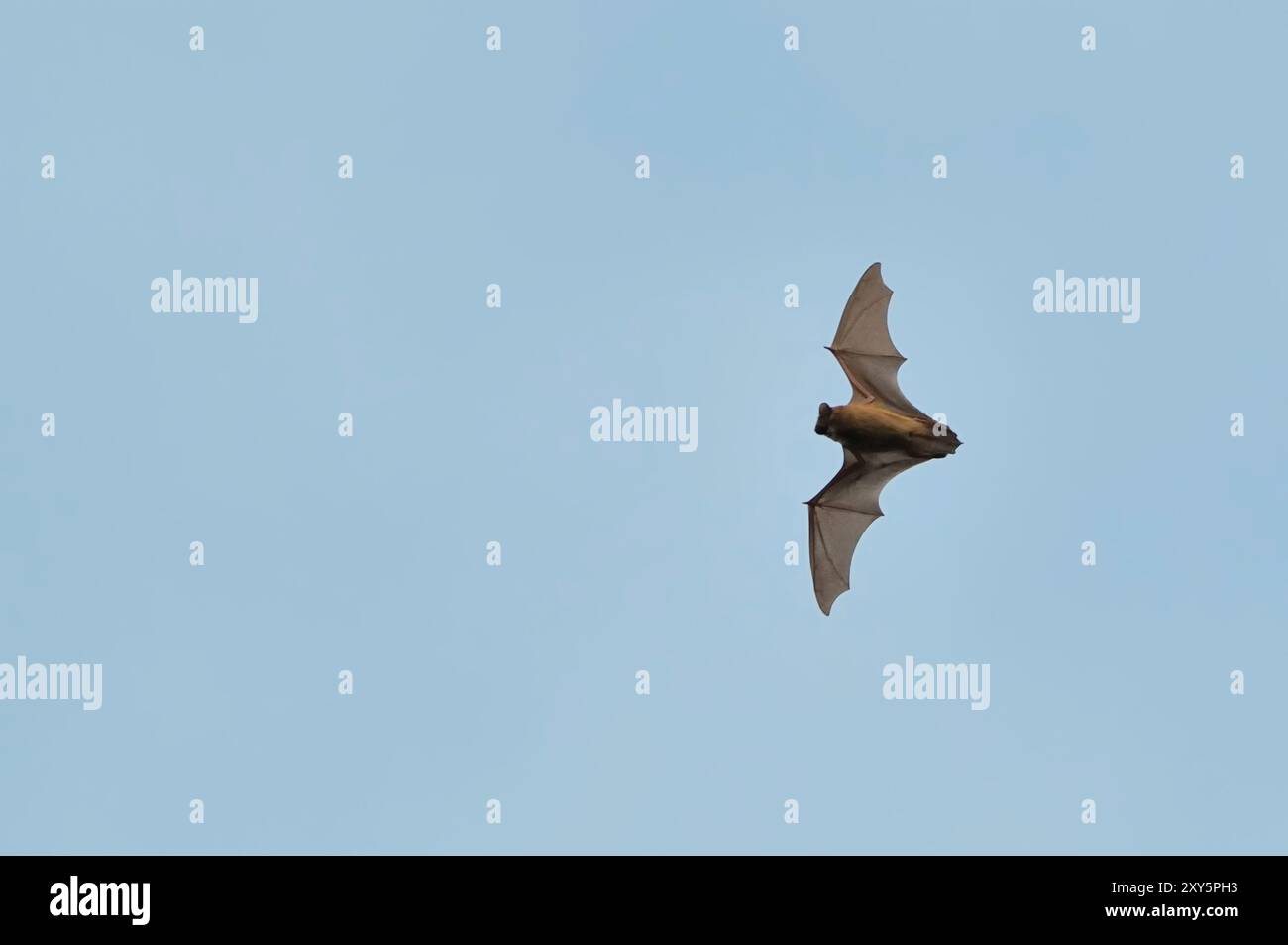 Nyctalus noctula flight hi-res stock photography and images - Alamy