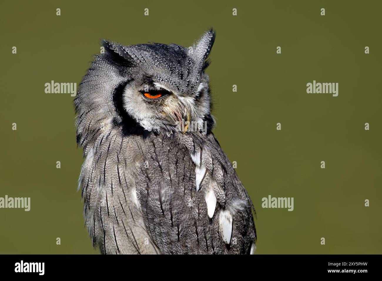 Southern tufted owl Stock Photo - Alamy