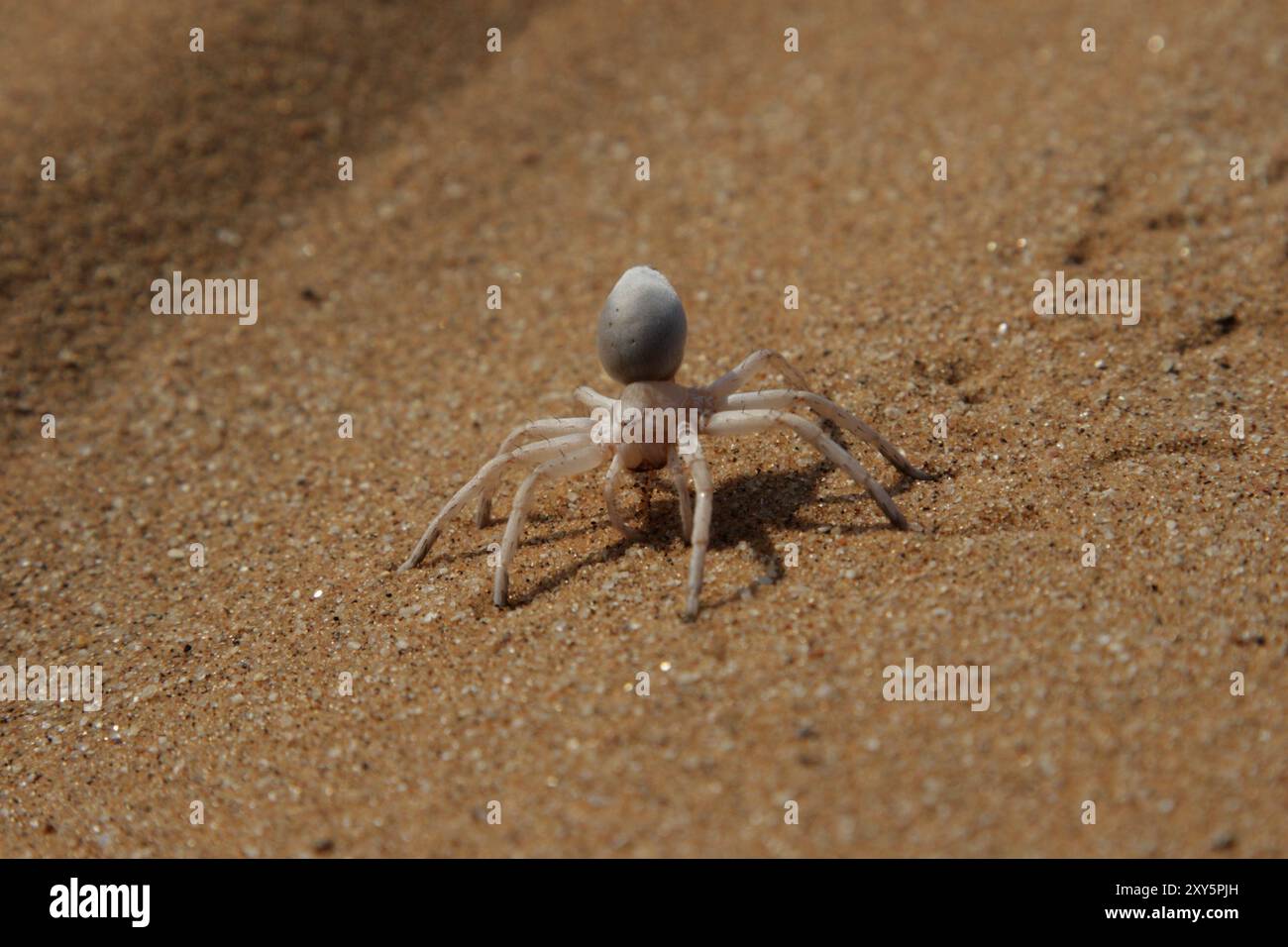 Golden Cartwheeling Spider (Carparachne aureoflava), lives in the Namib ...