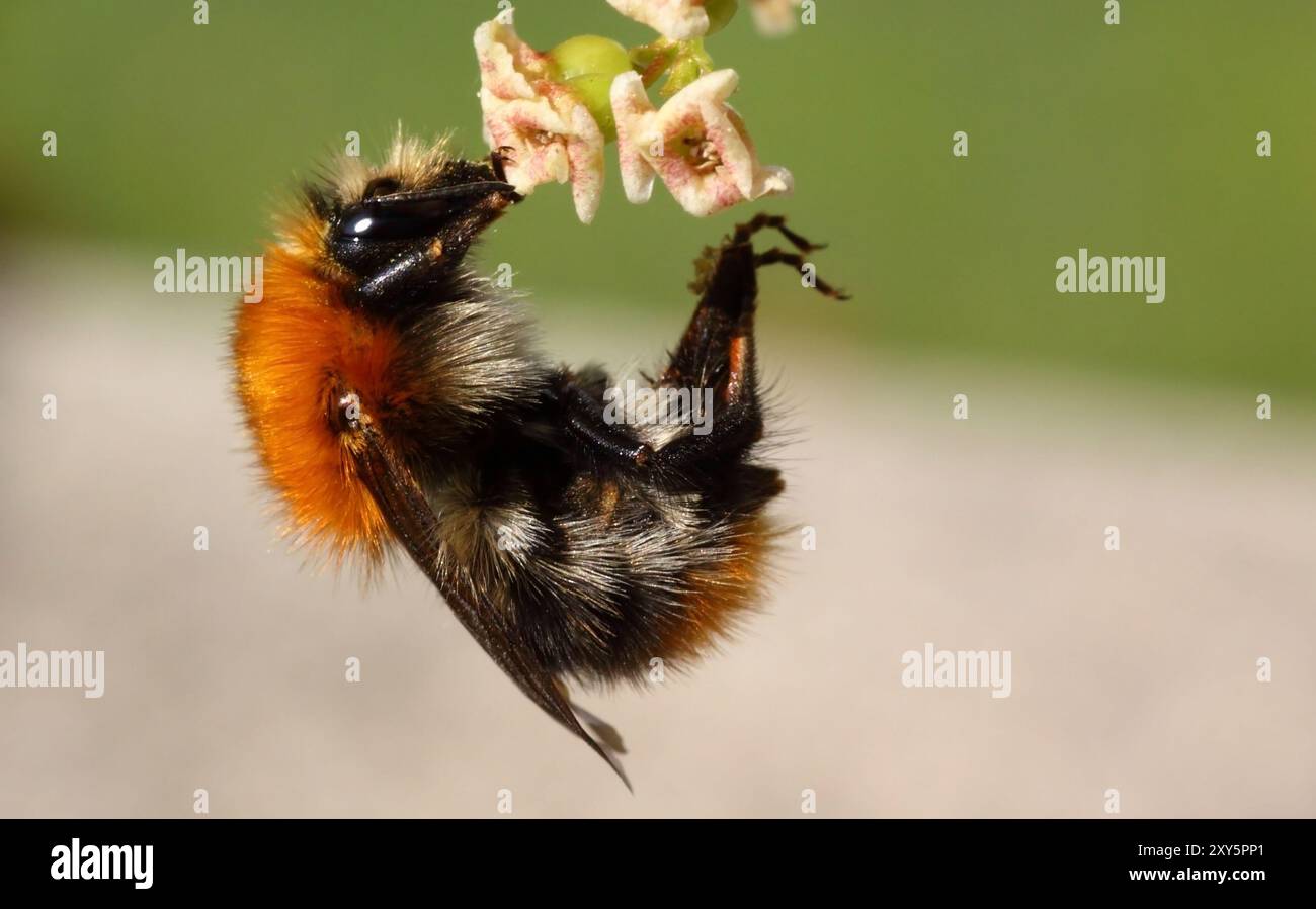 Pull ups transport hi-res stock photography and images - Alamy
