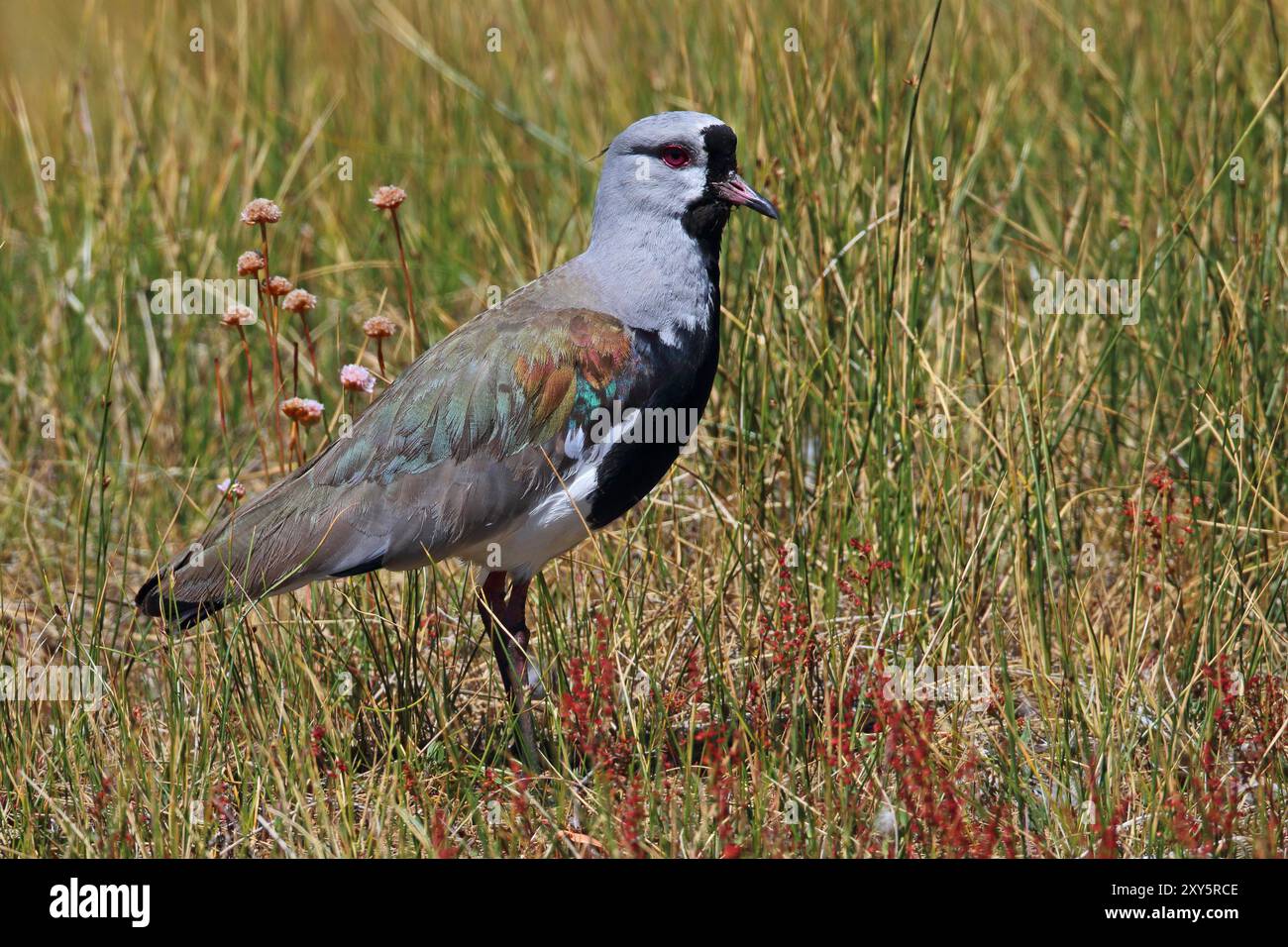 Pied lapwing hi-res stock photography and images - Alamy