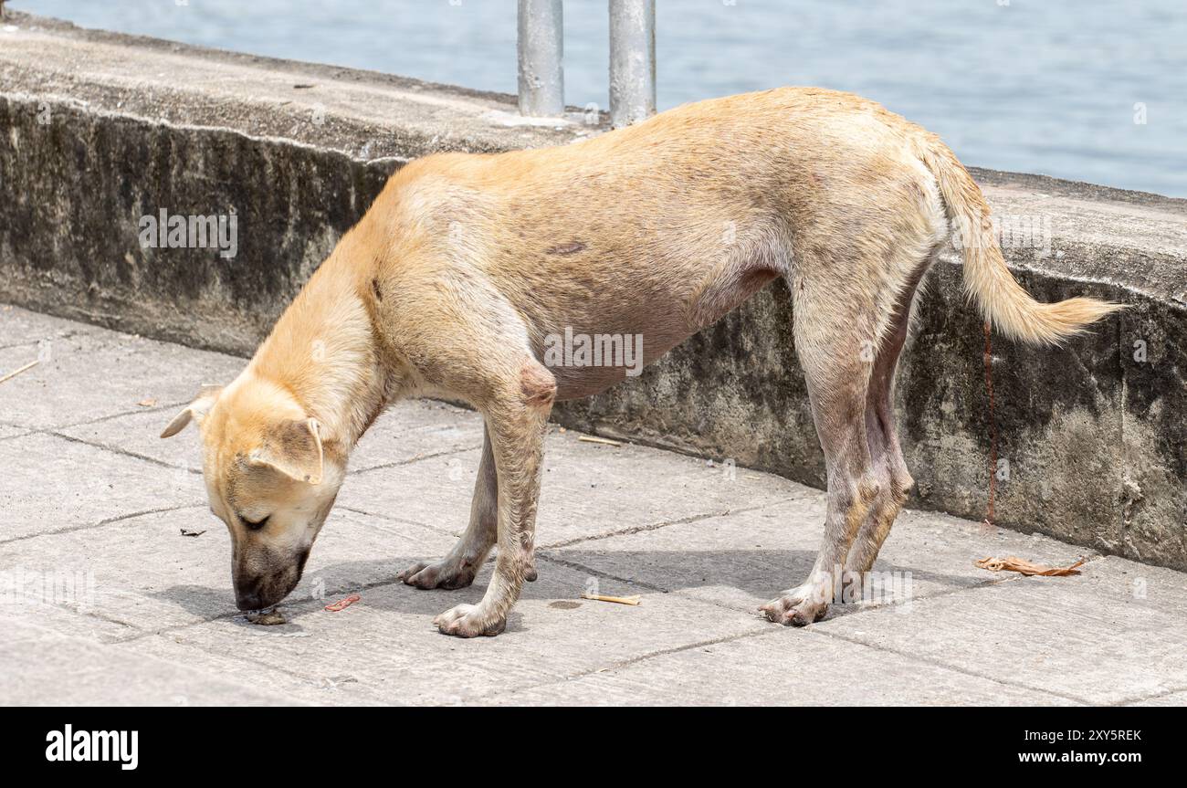 Stray dogs hi-res stock photography and images - Alamy