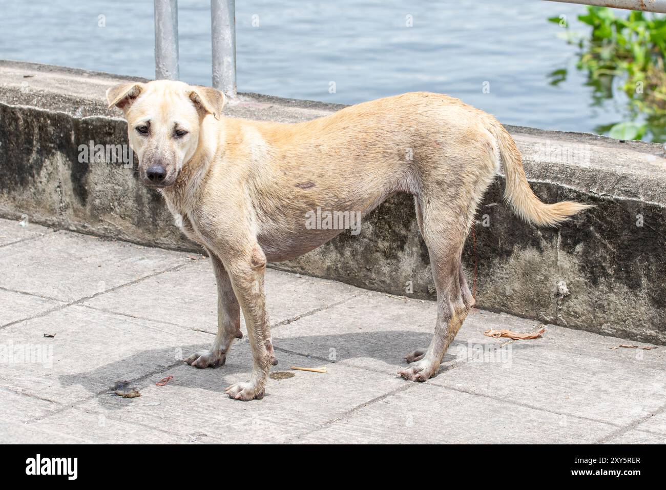 Beggar with dogs hi-res stock photography and images - Alamy