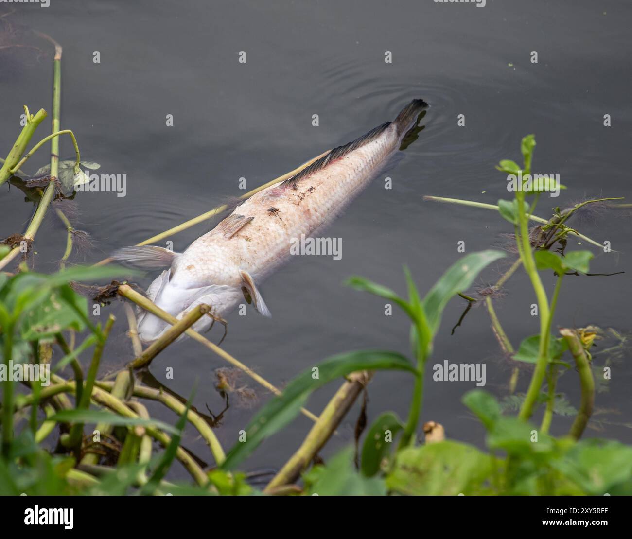 Dead body floating hi-res stock photography and images - Alamy