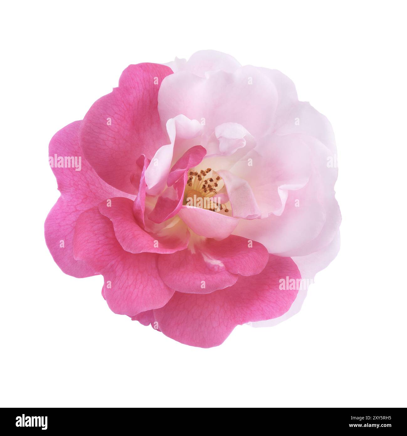 Half pink half white Damask Rose bi-color sporting flower isolated on ...