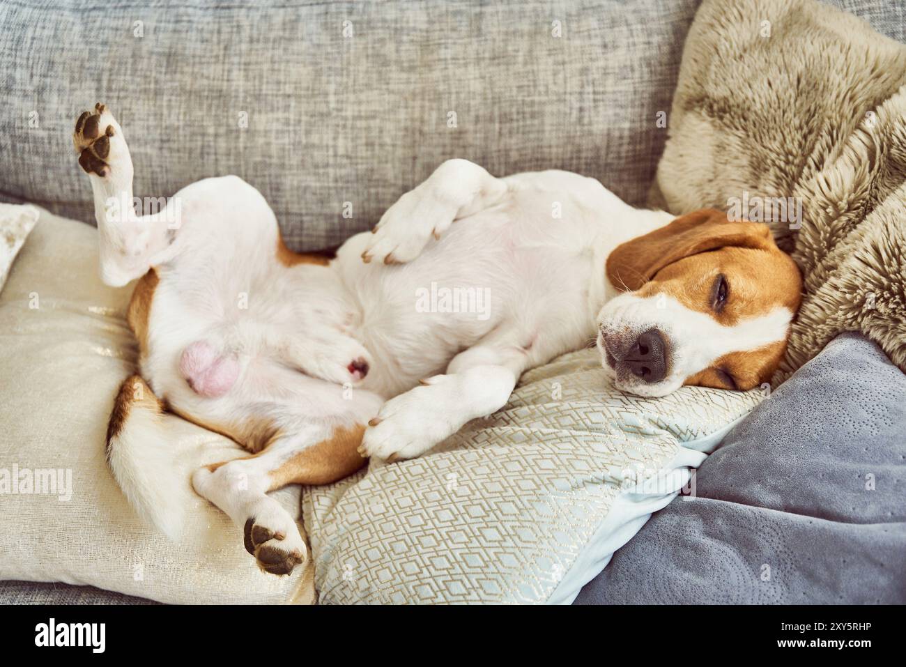 Dog on a sofa in funny pose. Beagle tired sleeping on couch Stock Photo ...