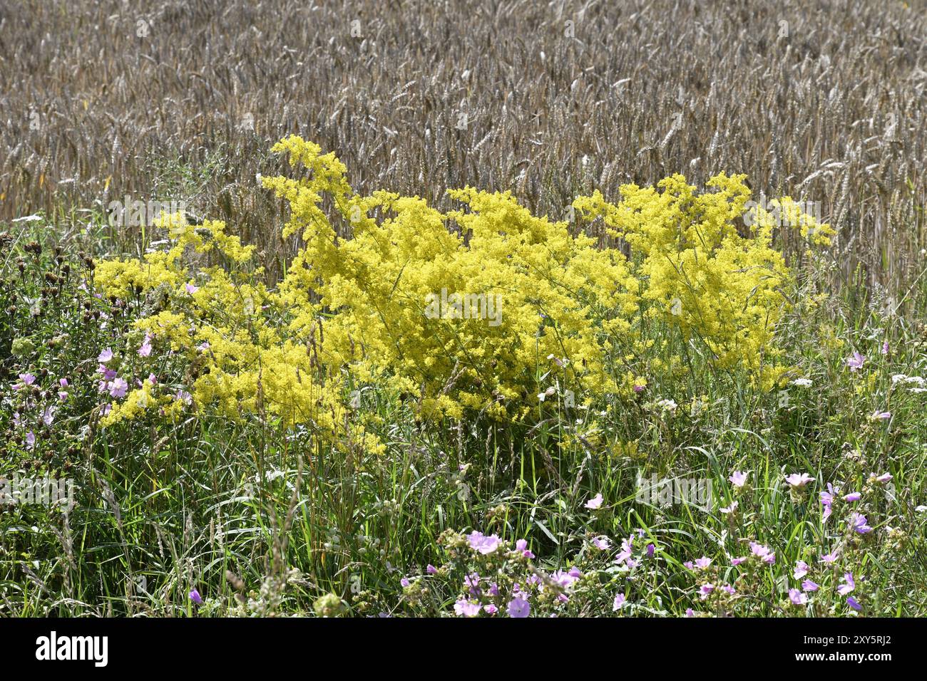 Common bedstraw, also called yellow bedstraw, yellow bedstraw (Galium ...