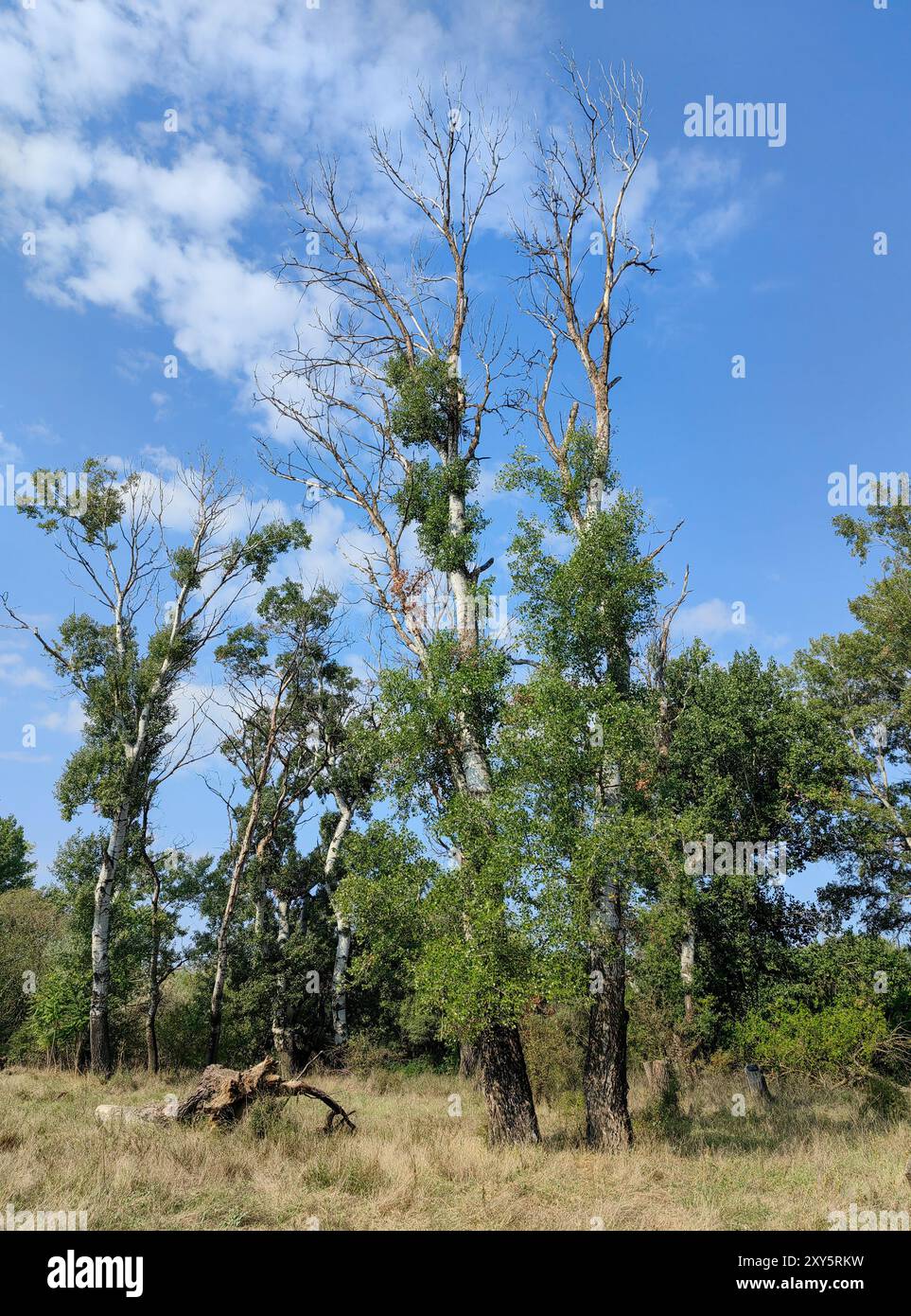 Natural aspiration hi-res stock photography and images - Alamy