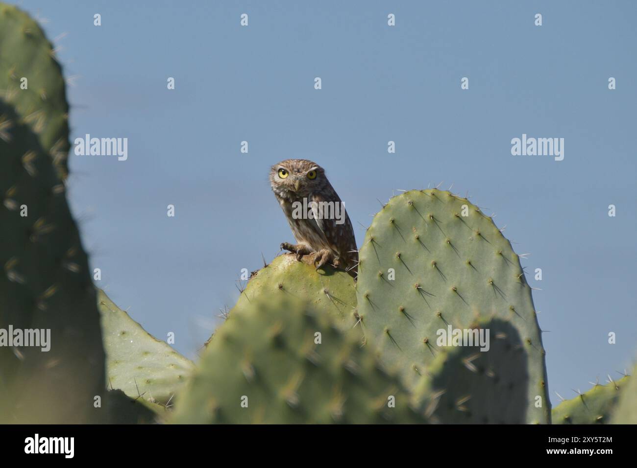 Cactus desert owl hi-res stock photography and images - Alamy