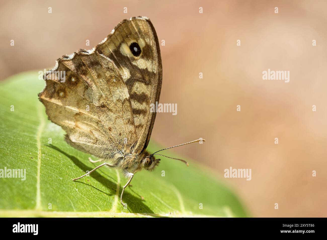 Forest board game Stock Photo - Alamy