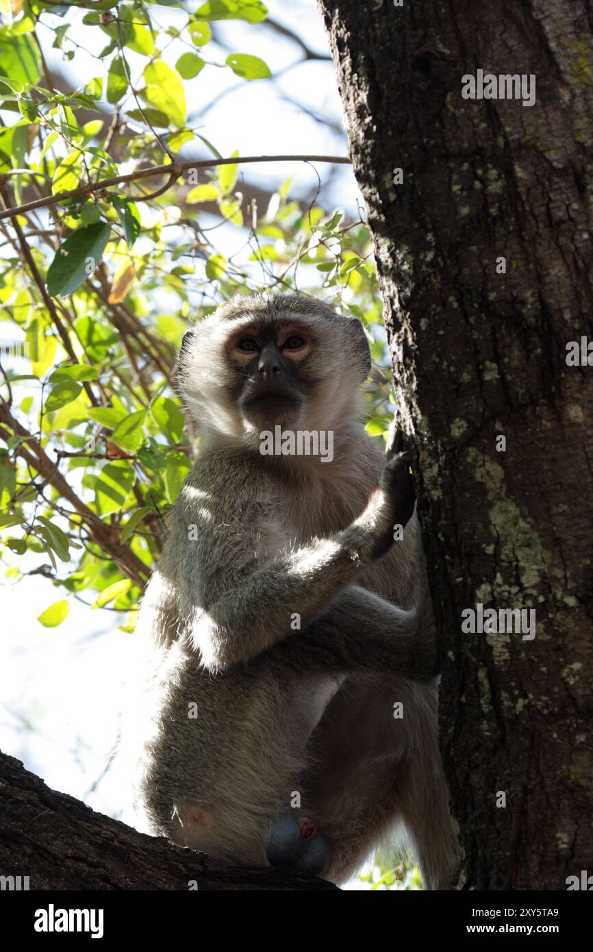 Southern vervet monkey (Cercopithecus pygerythrus) in the Okavango ...