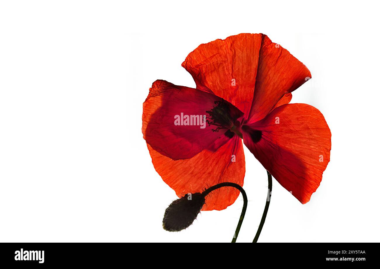 One red poppy on Cut Out Stock Images & Pictures - Alamy