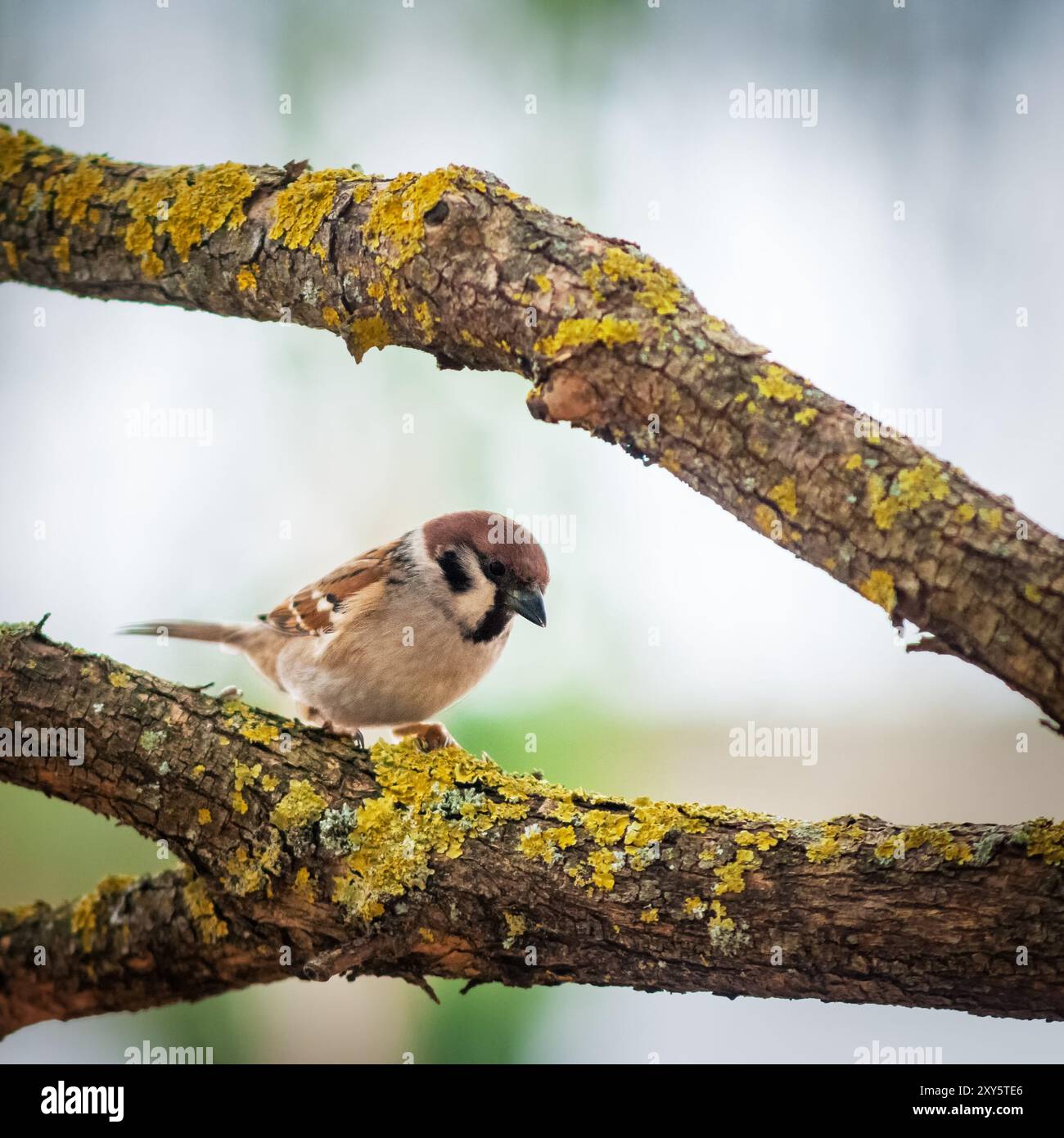Sparrow sketch hi-res stock photography and images - Alamy
