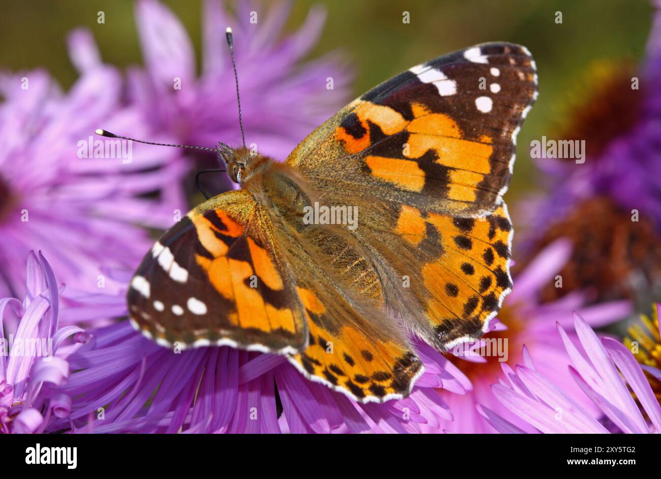 Distelfalter (Vanessa cardui), Cynthia cardui Stock Photo - Alamy