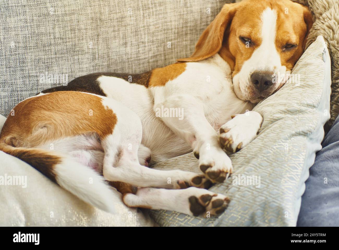 Dog on a sofa in funny pose. Beagle tired sleeping on couch. Background ...
