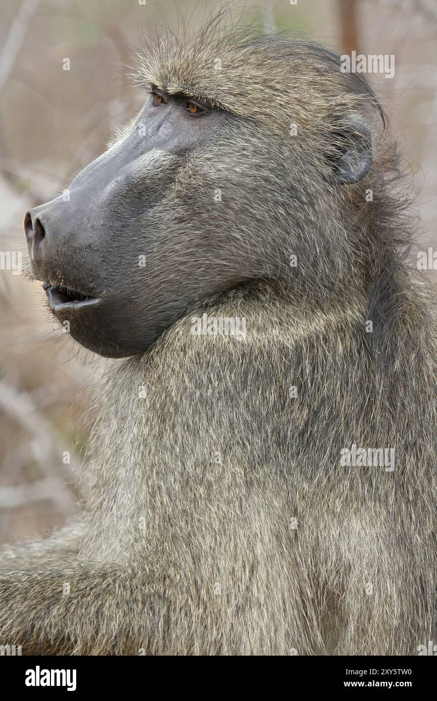 Primate welfare hi-res stock photography and images - Alamy