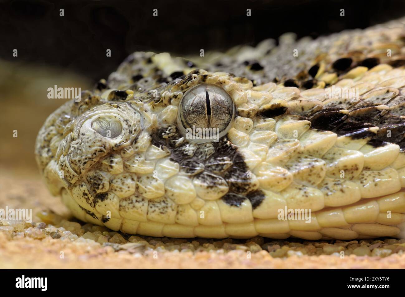 Puff adder portrait Stock Photo - Alamy