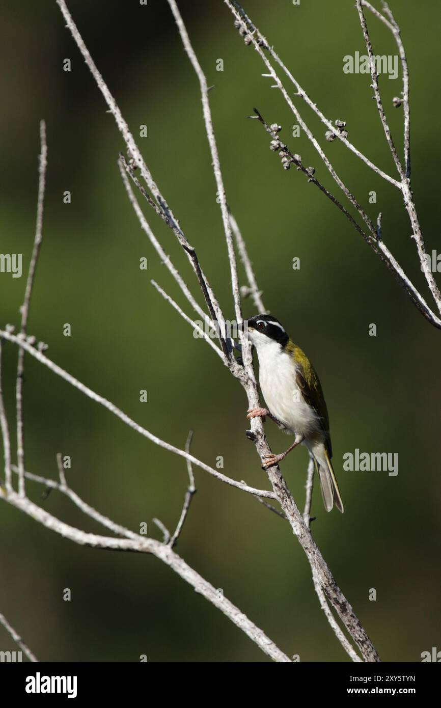 White-chinned Honeyeater (Melithreptus albogularis) sitting in a bush ...