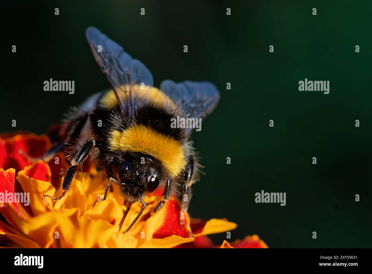 Detailed bumble bee photo hi-res stock photography and images - Alamy