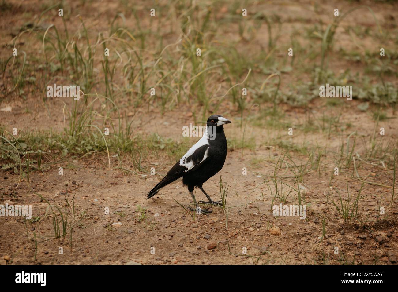 Magpie flock hi-res stock photography and images - Alamy