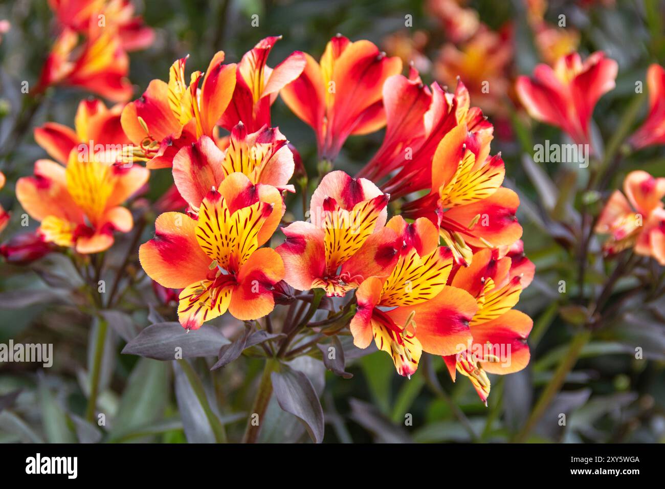 Inca lily hi-res stock photography and images - Alamy