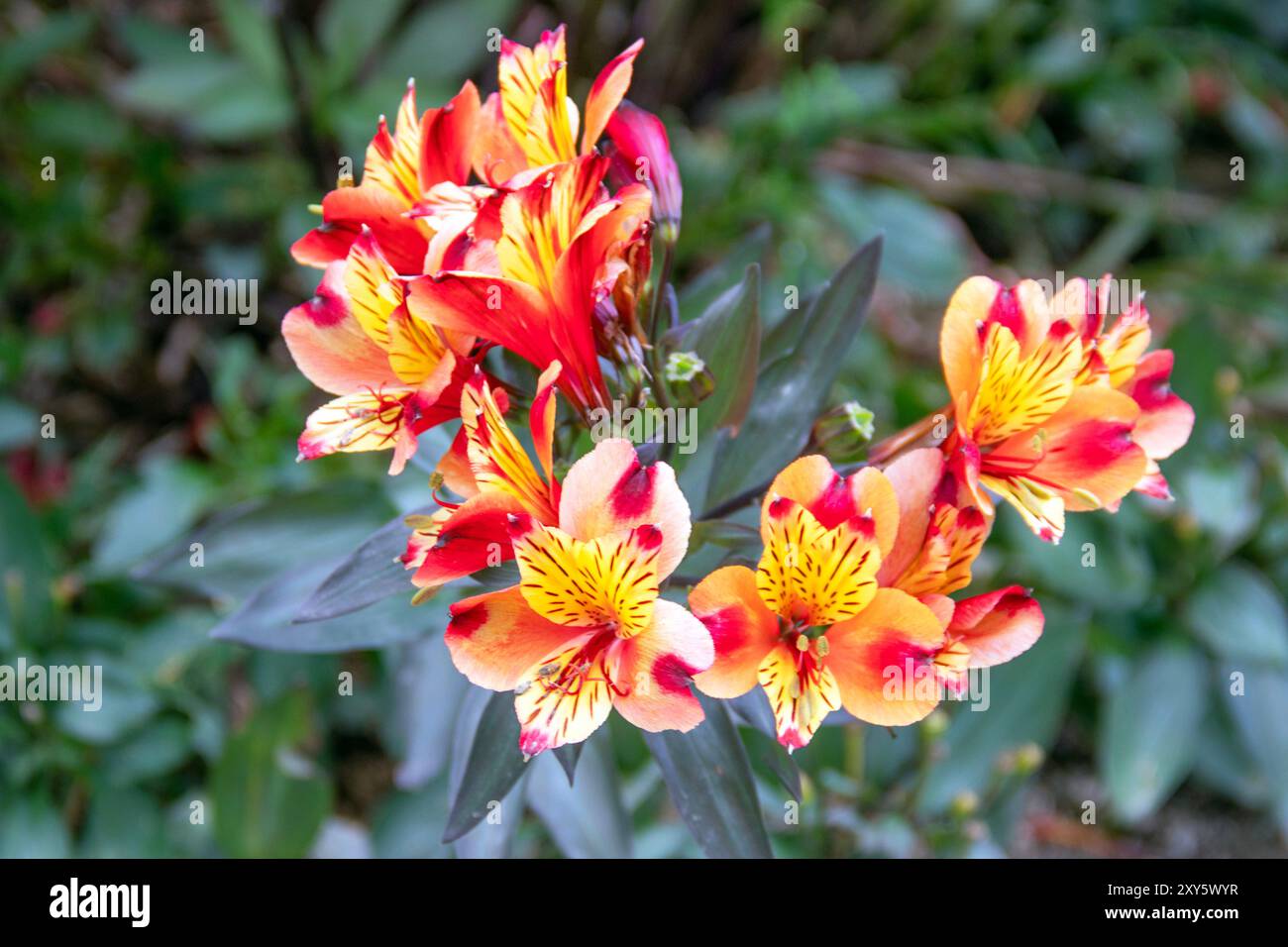 Inca lily hi-res stock photography and images - Alamy
