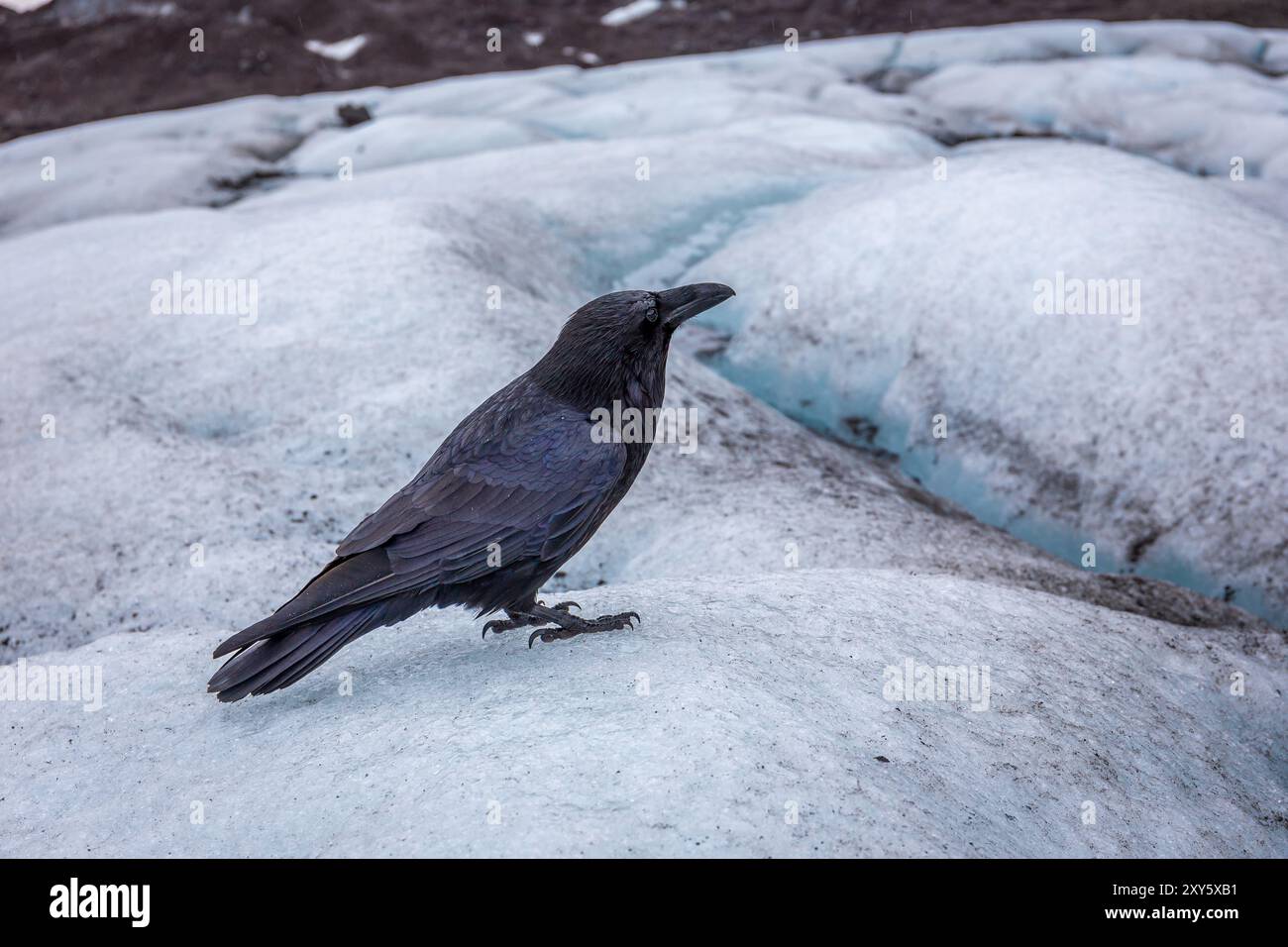 Black raven bird sitting on an icecap of Skaftafell Glacier, part of ...