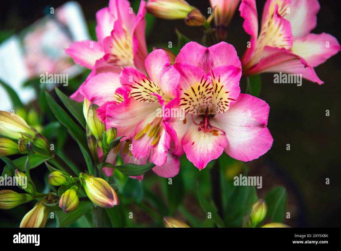 Inca lily hi-res stock photography and images - Alamy