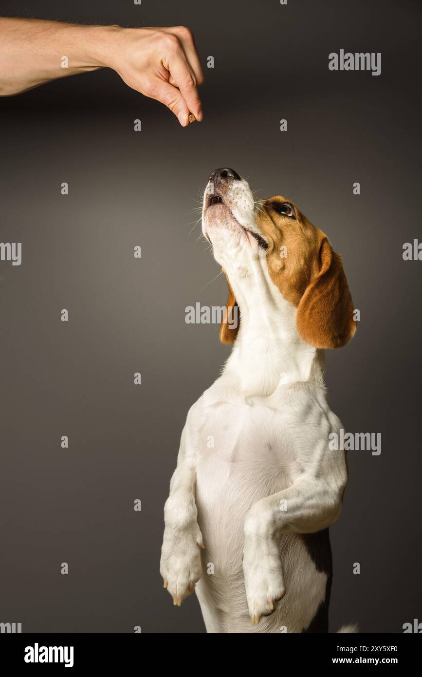 Beagle dog on a grey background standing on back legs, looking upwards ...