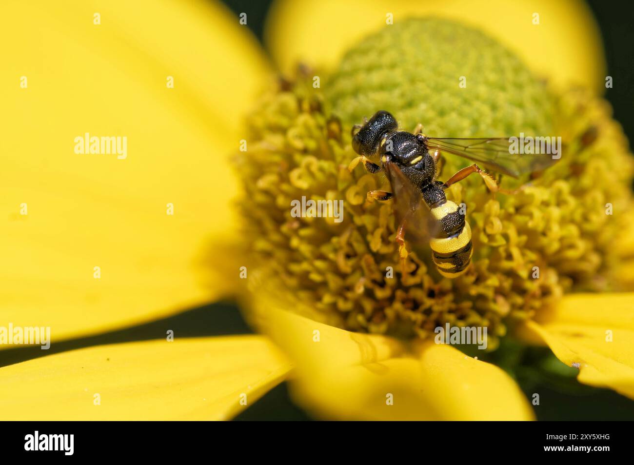 Bee-hunting knot wasp Stock Photo - Alamy