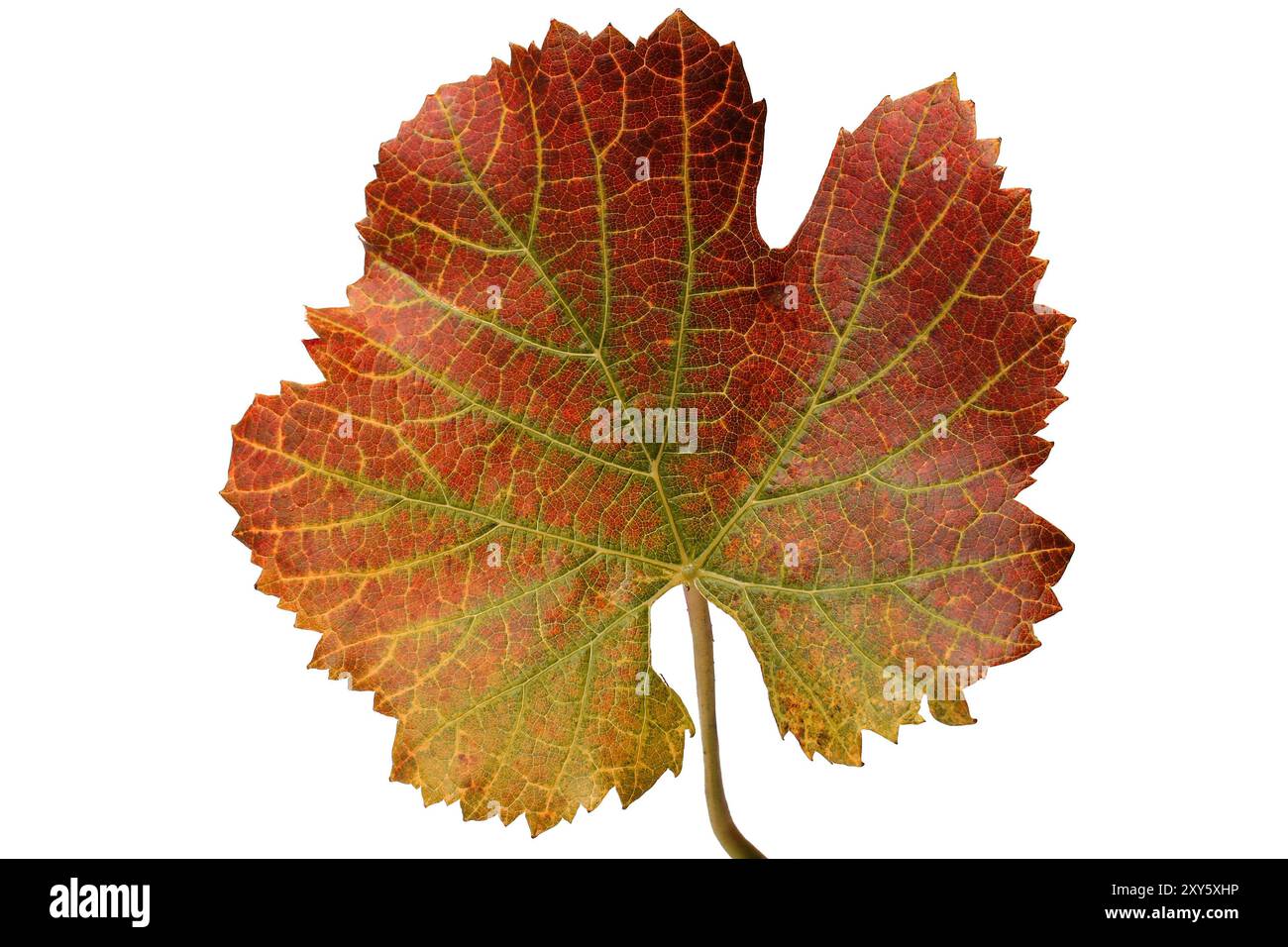 Colourful vine leaves Stock Photo - Alamy