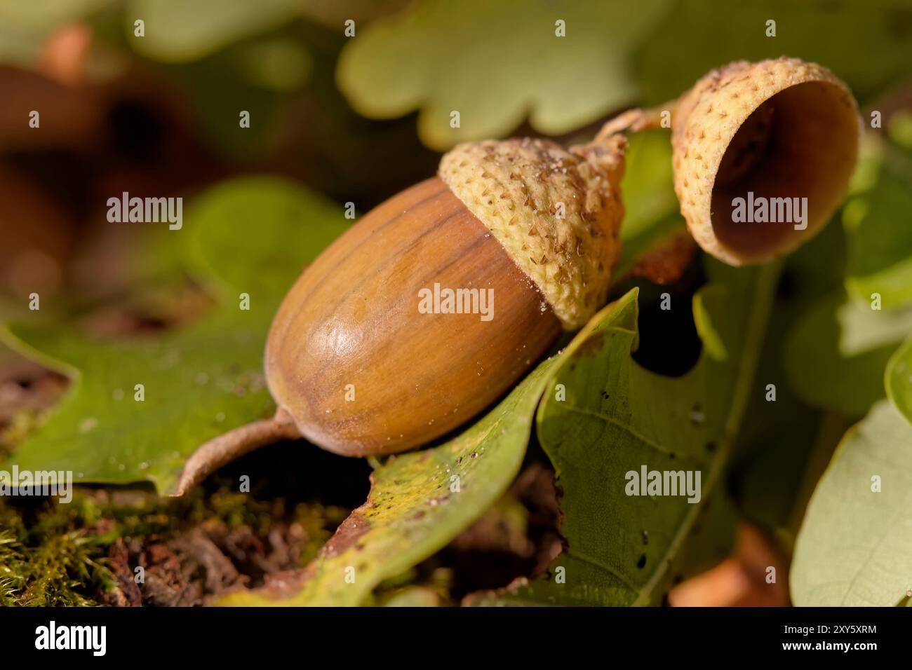 Acorn republic hi-res stock photography and images - Alamy