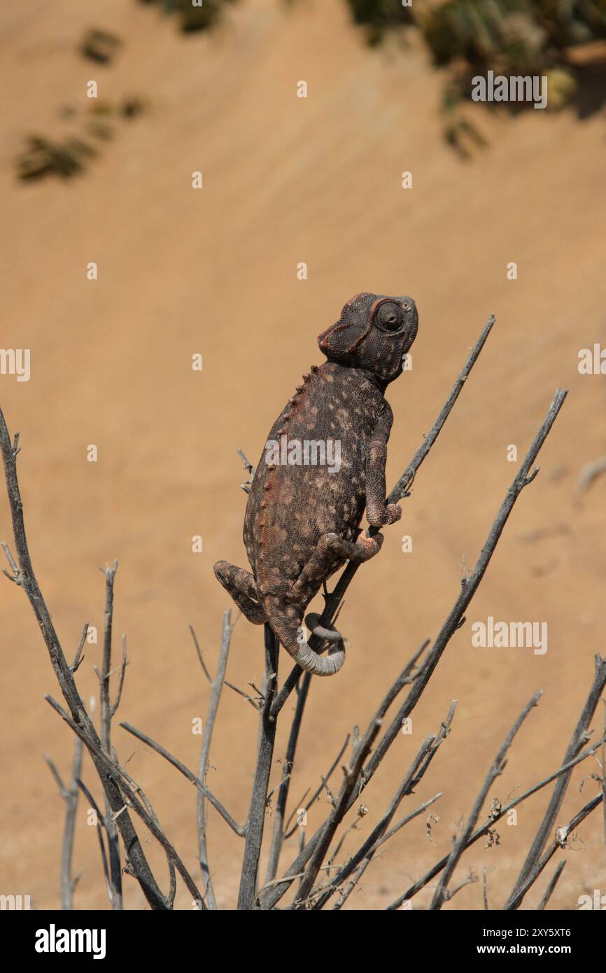 Namaqua Chameleon (Chamaeleo namaquensis) in the Namib Desert, Namaqua ...