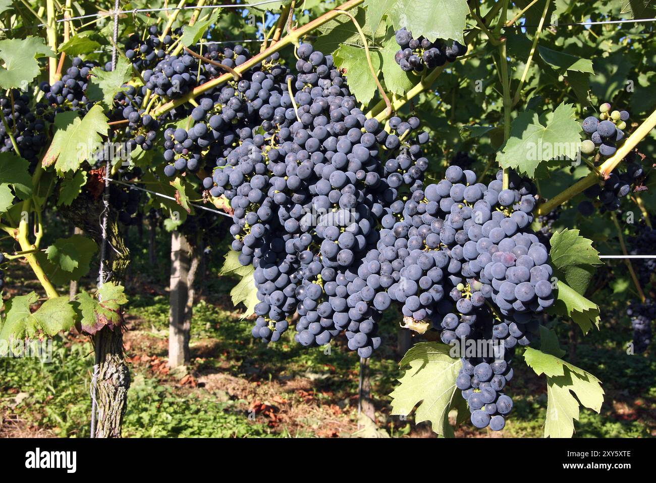 Red grapes vine with bloom hi-res stock photography and images - Alamy