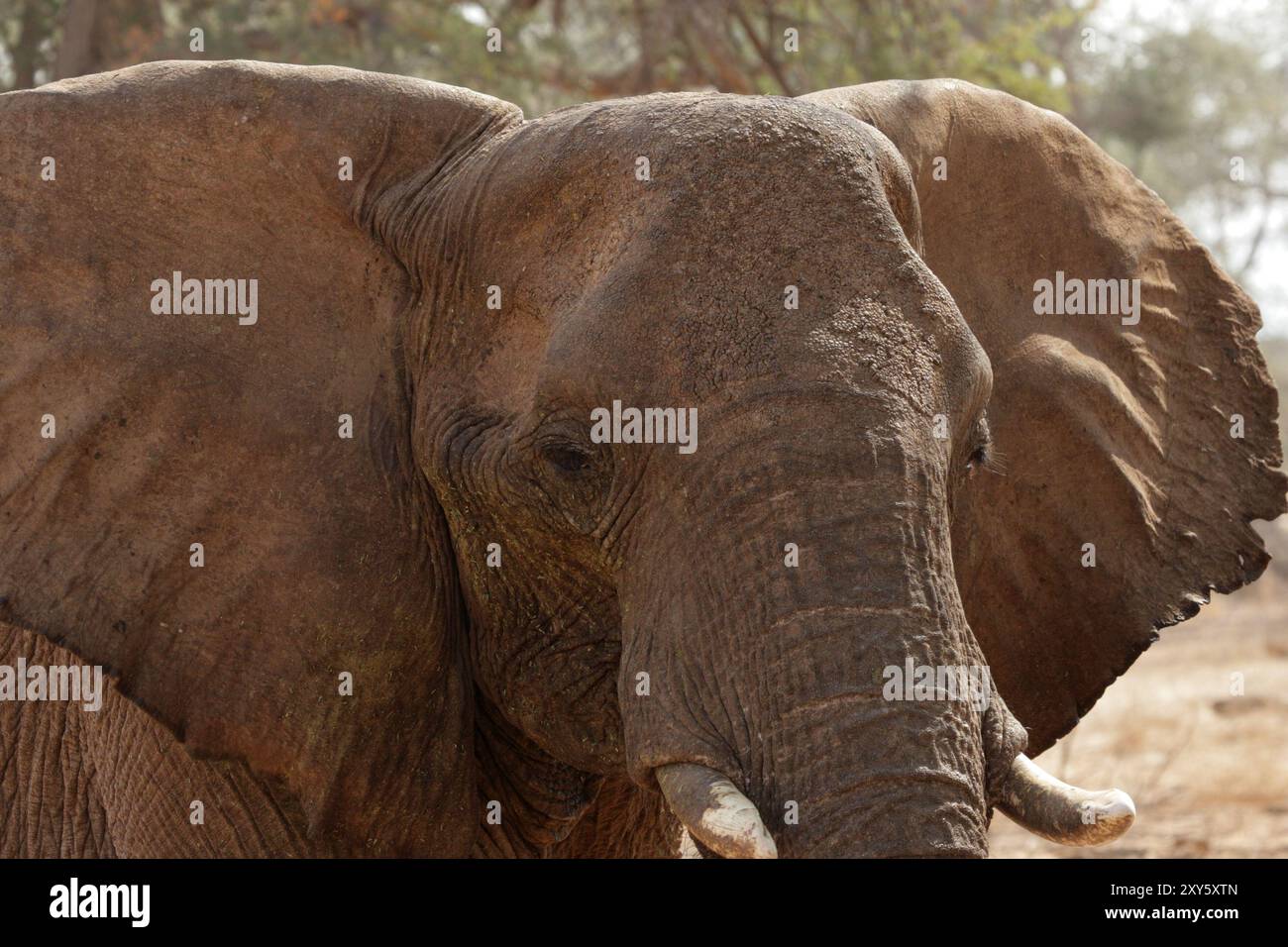Desert elephant in the dry riverbed of the Huab River, Damaraland ...