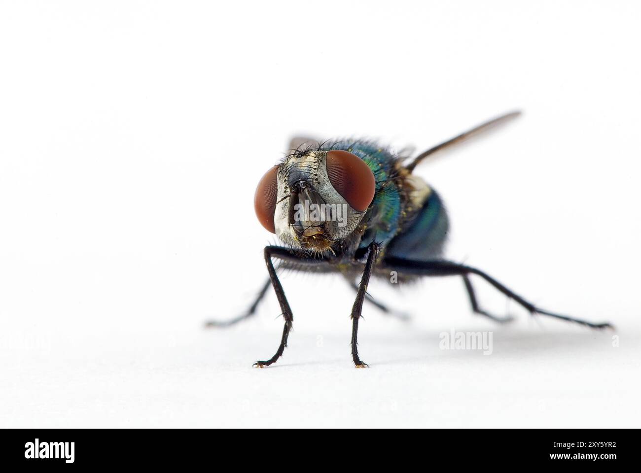 Fly in front view Stock Photo - Alamy