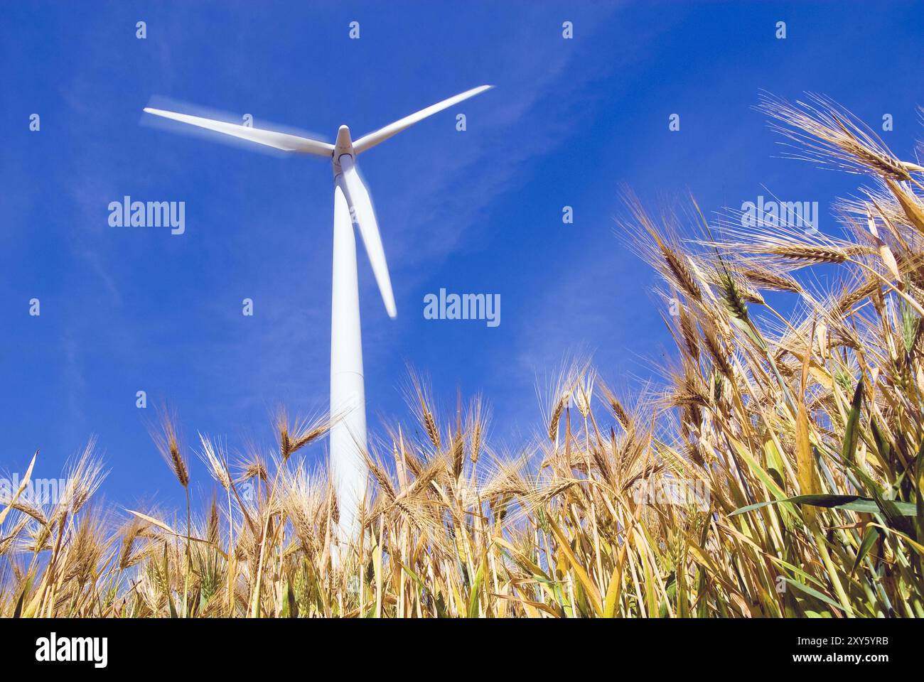 Wind turbine in a grain field Stock Photo - Alamy