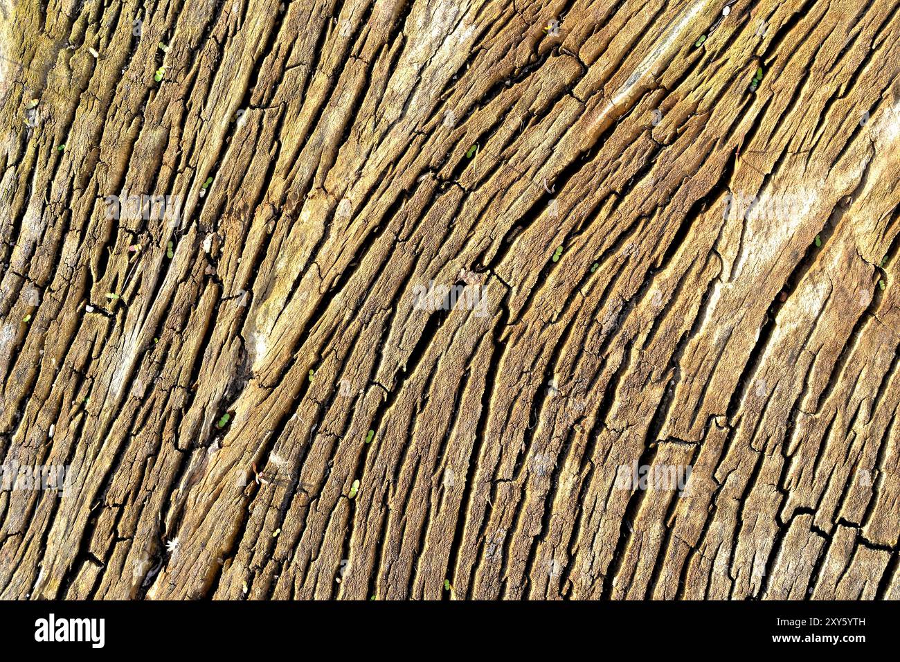 Heavily weathered wood with many cracks Stock Photo - Alamy