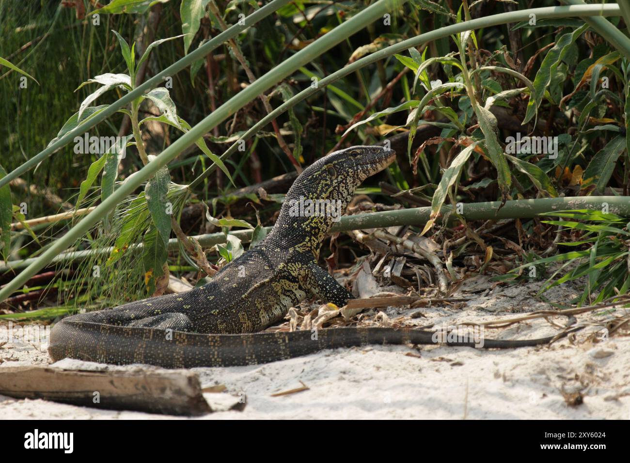Nile monitor (Varanus niloticus) on the banks of the Okavango River ...