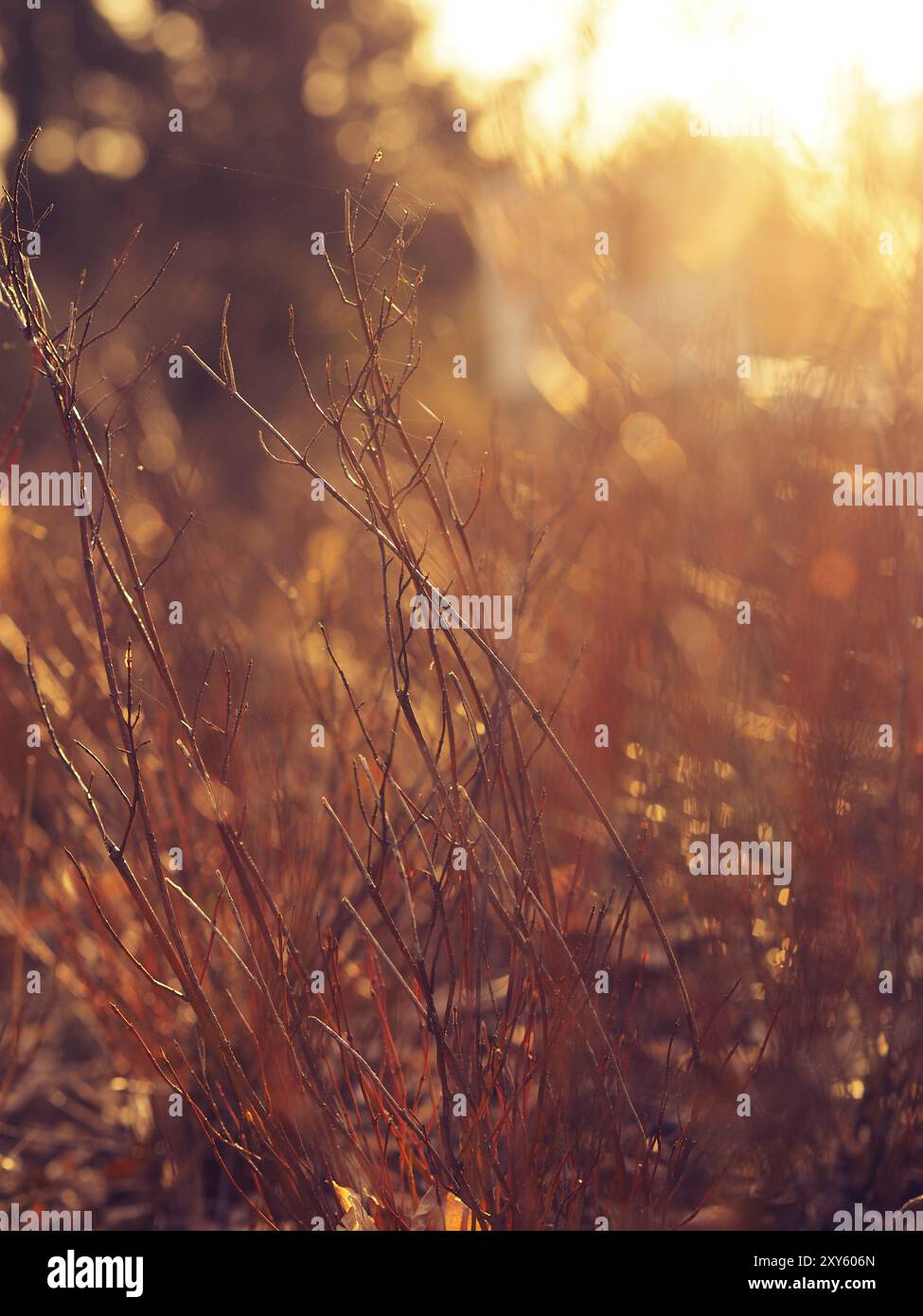 Detail of beautiful grass with backlight, natural background with soft ...