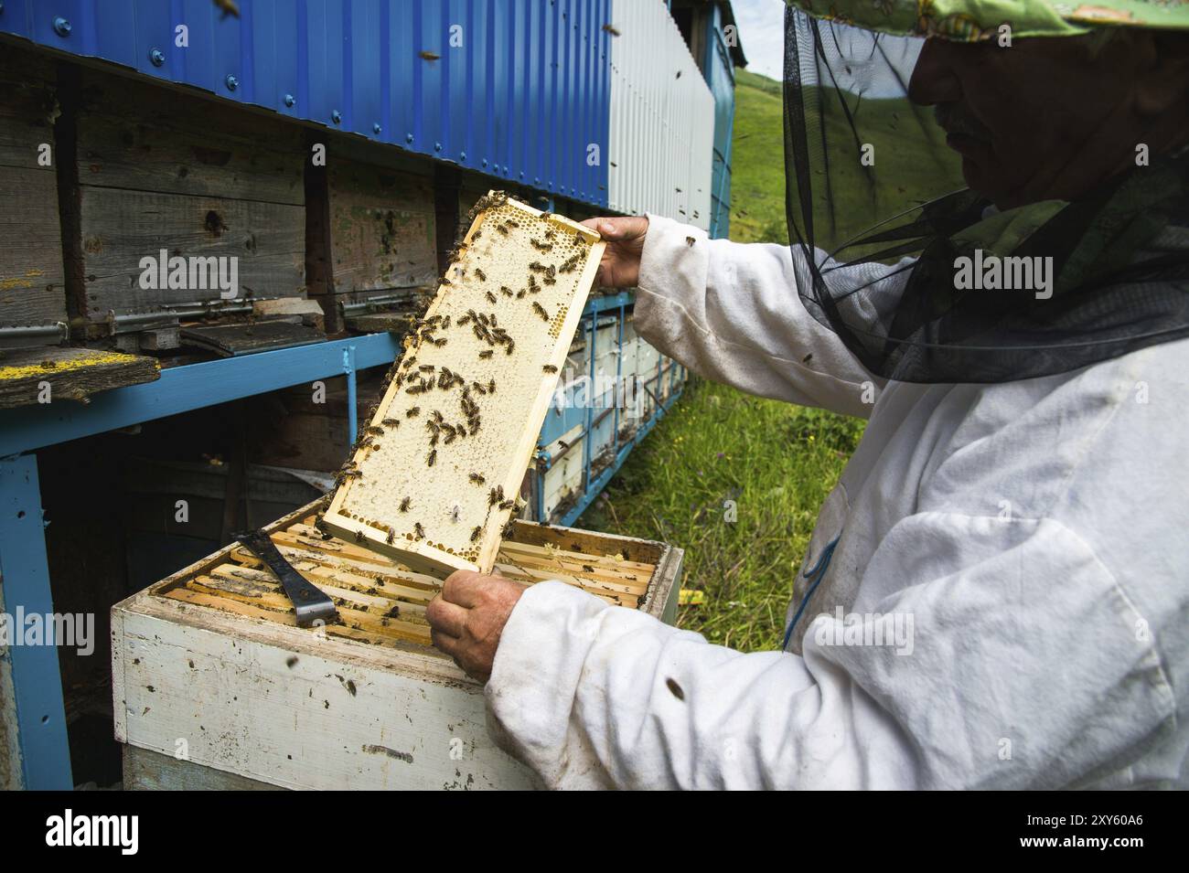 Colony life honey bees frame hi-res stock photography and images - Alamy