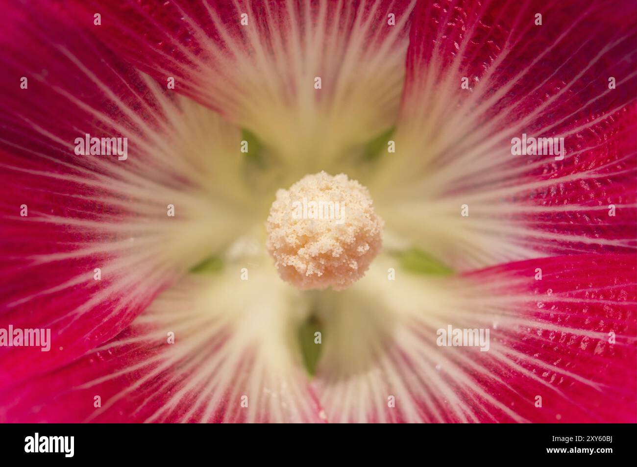 Closeup shot bud sunflower hi-res stock photography and images - Alamy
