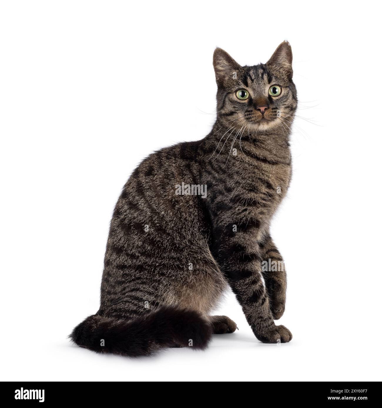 Cyper Cut Out Stock Images & Pictures - Alamy