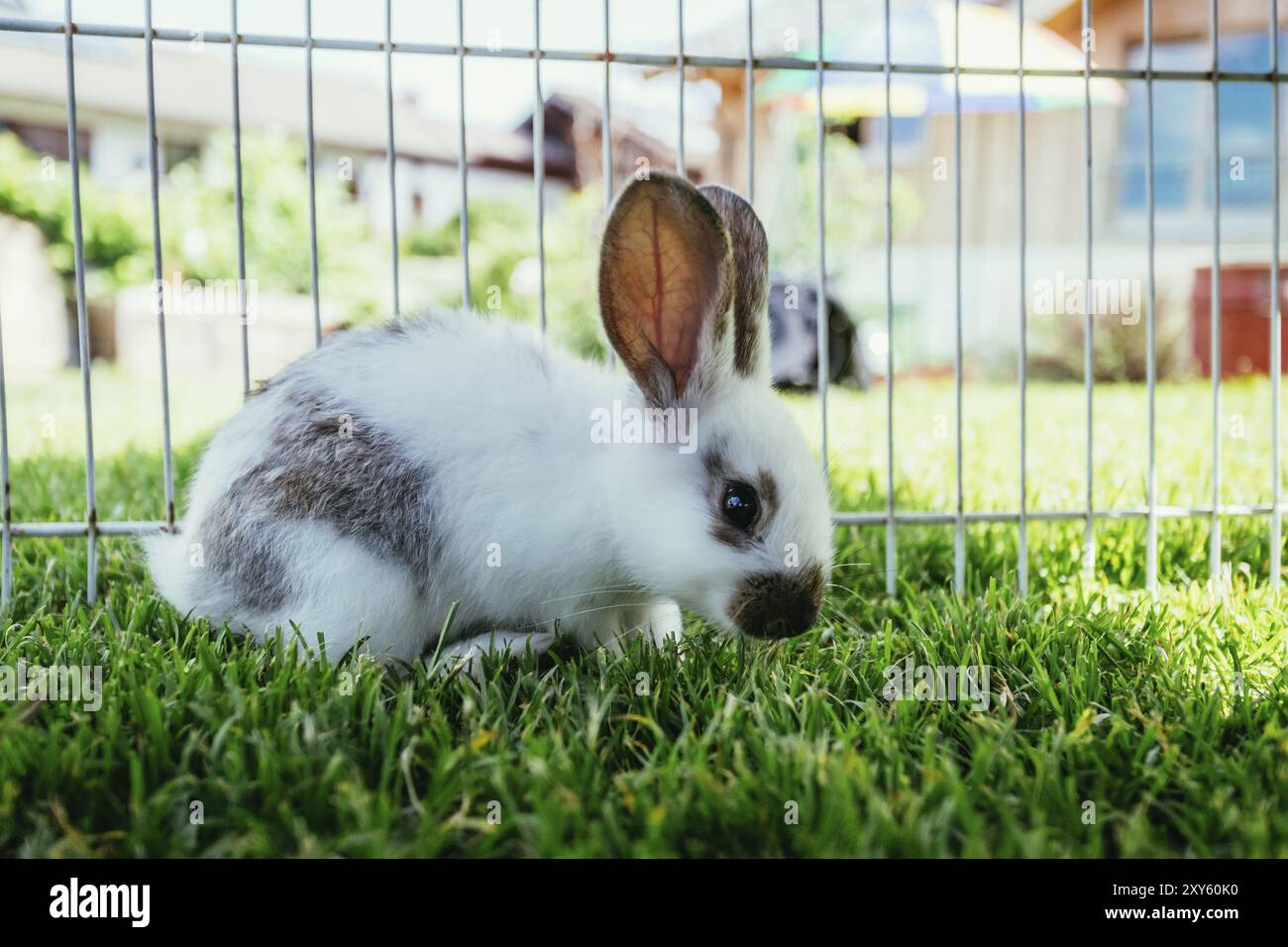Little bunny is sitting in an outdoor compound. Green grass, spring ...